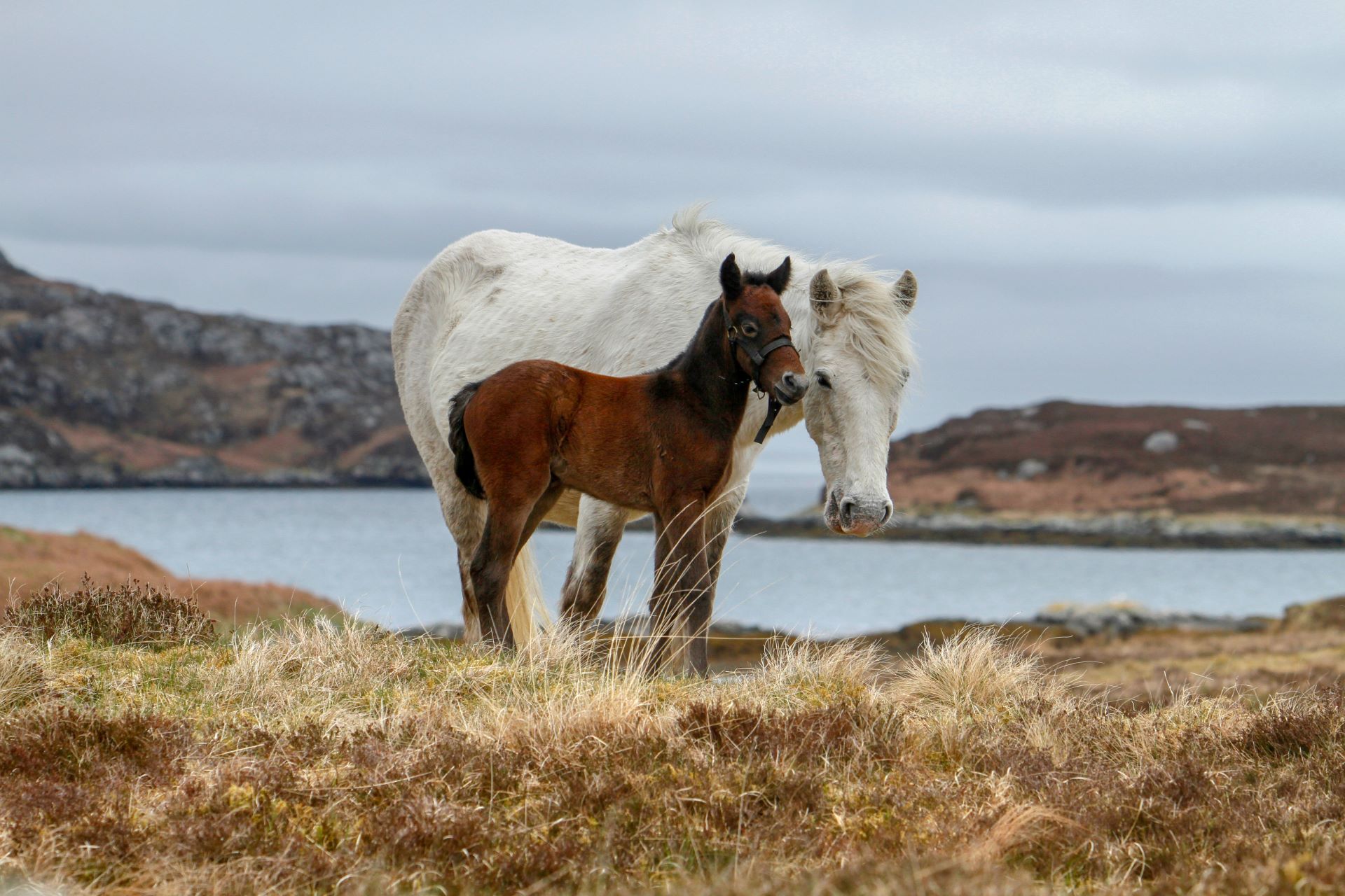 Ferry to and from Eriskay | Visit Eriskay with CalMac | Caledonian ...